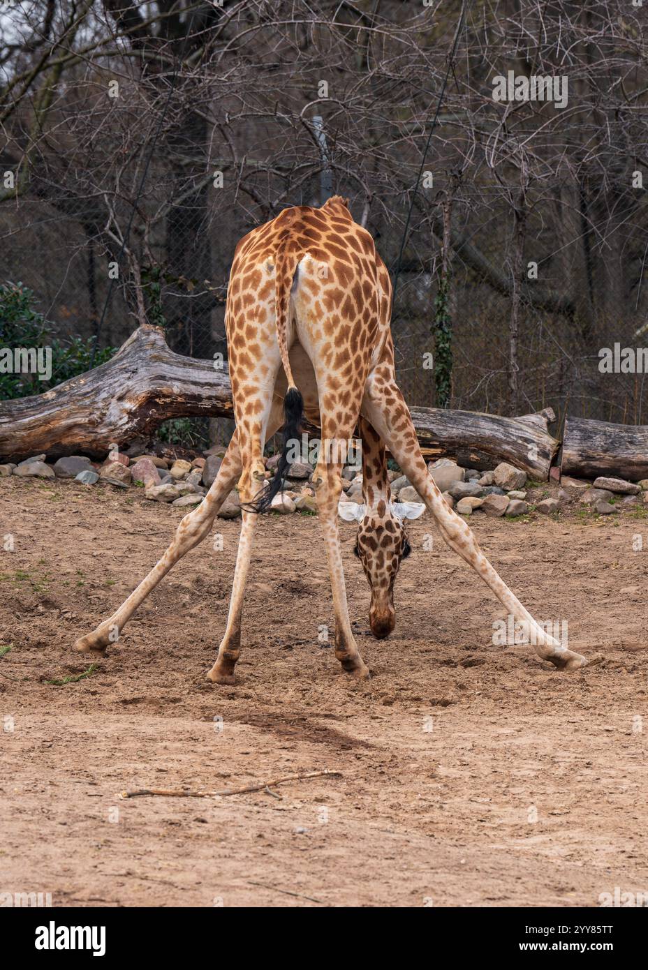 Giraffe bends over and eats from ground with its legs spread wide apart ...
