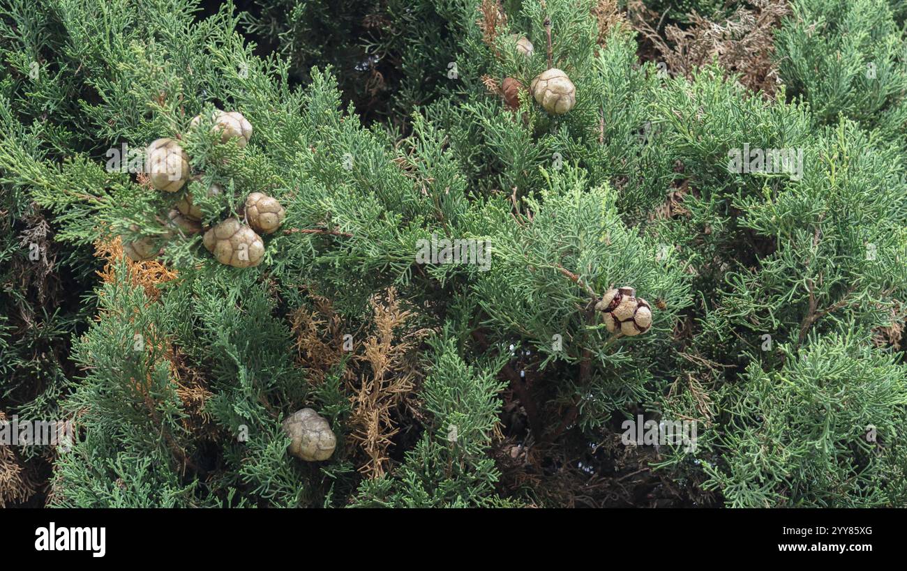 Close up view of an arizona cypress tree displaying its characteristic ...