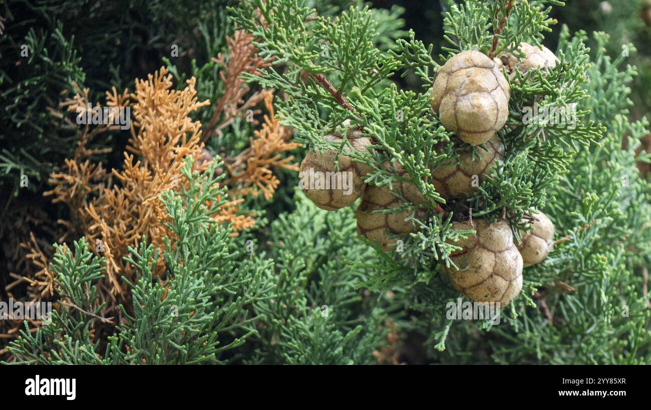 Close up of an arizona cypress tree showing cones and green and brown ...
