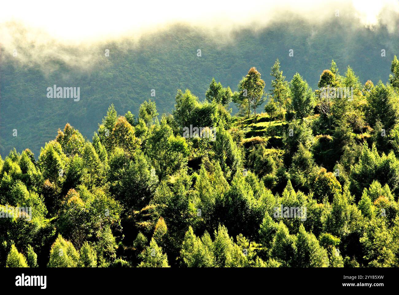 A hill covered by dense evergreen trees on Dieng plateau, which is ...