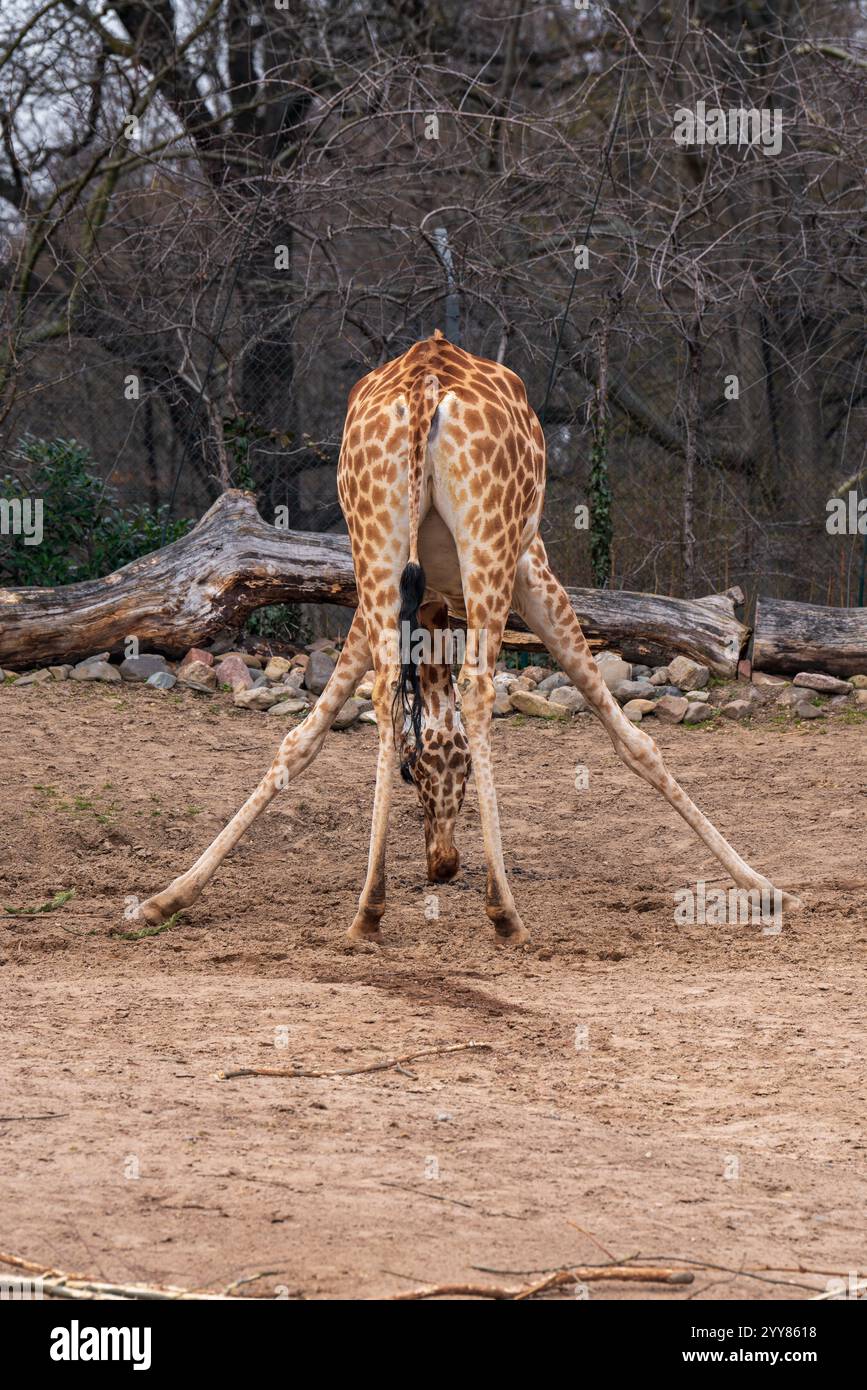 Giraffe bends over and eats from ground with its legs spread wide apart ...