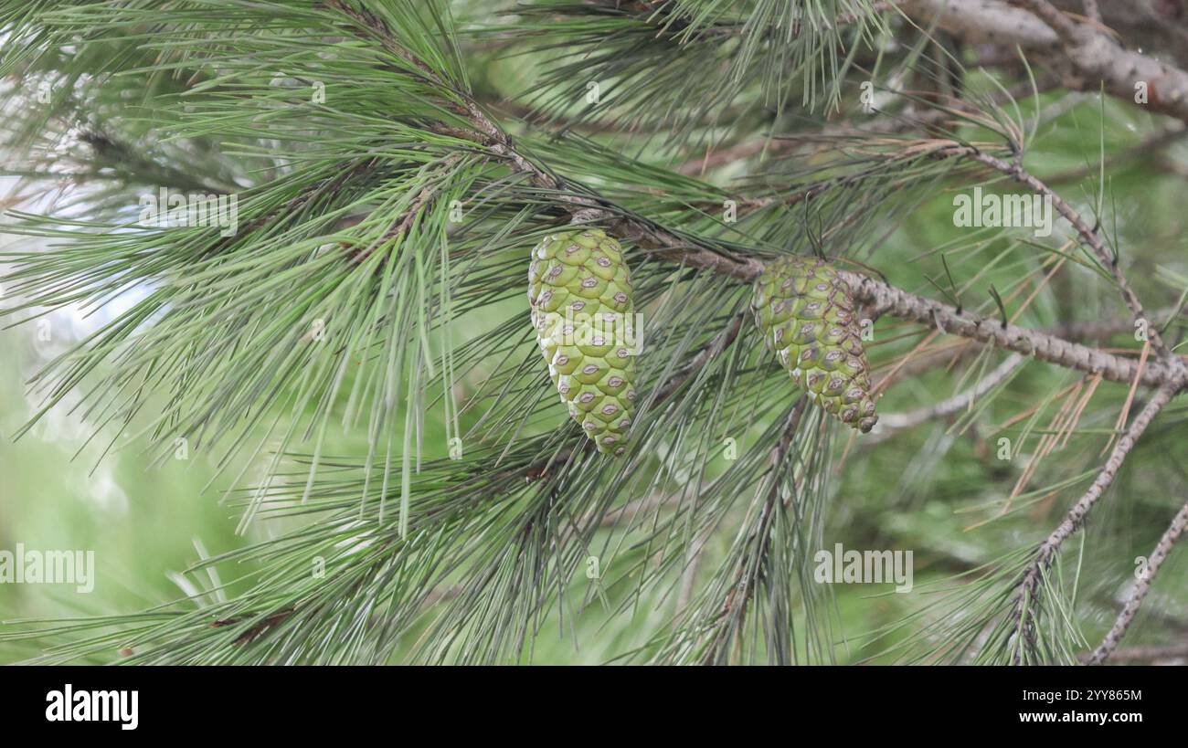 Two immature green pine cones hanging from a pine tree branch ...