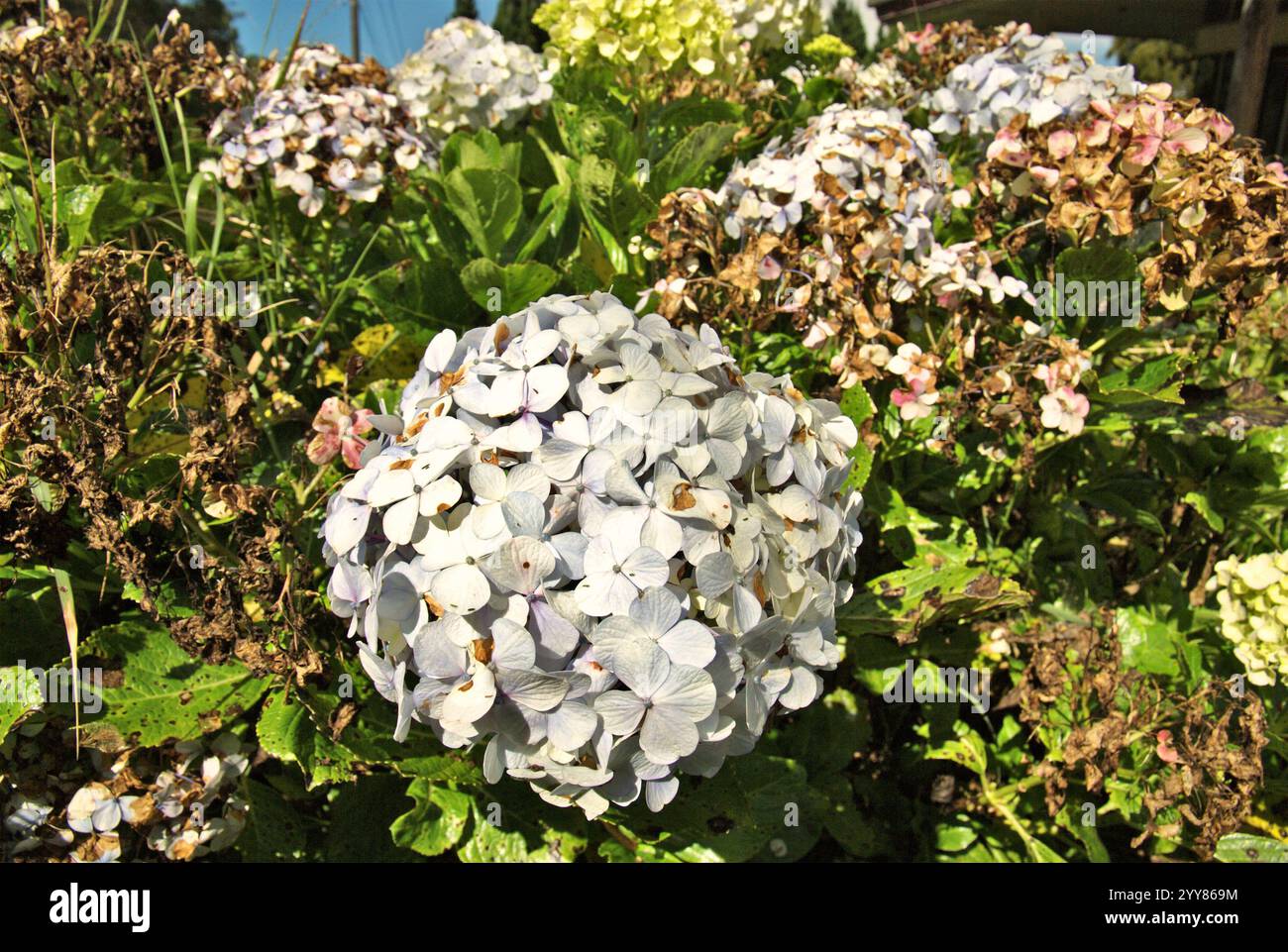 Blue hydrangea (Hydrangea macrophylla) shrub in Dieng Plateau, Kejajar ...