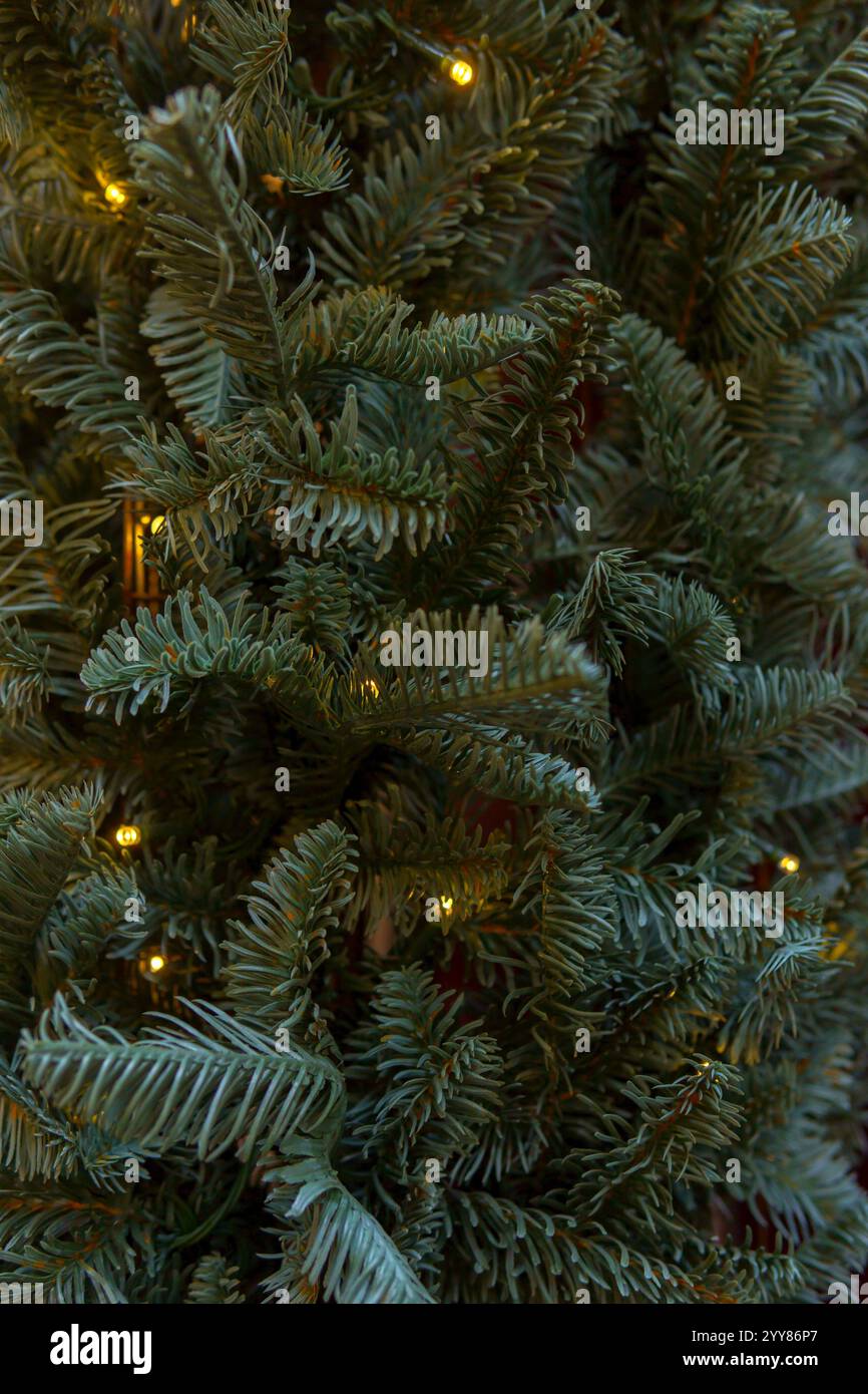 Yellow lights of a festive electric garland shine among the green ...