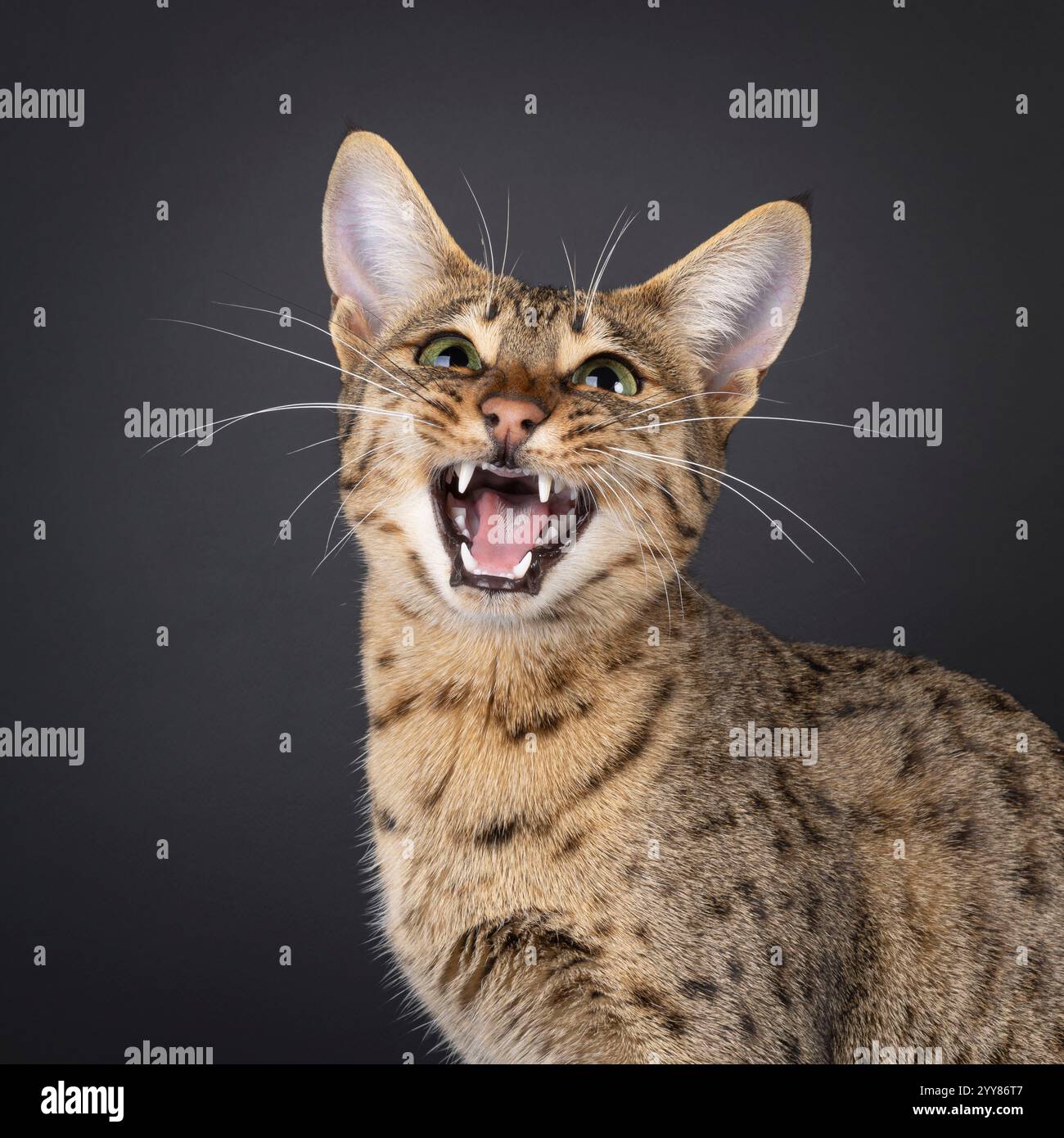 Wide shot portrait gorgeous slim hi-res stock photography and images - Alamy