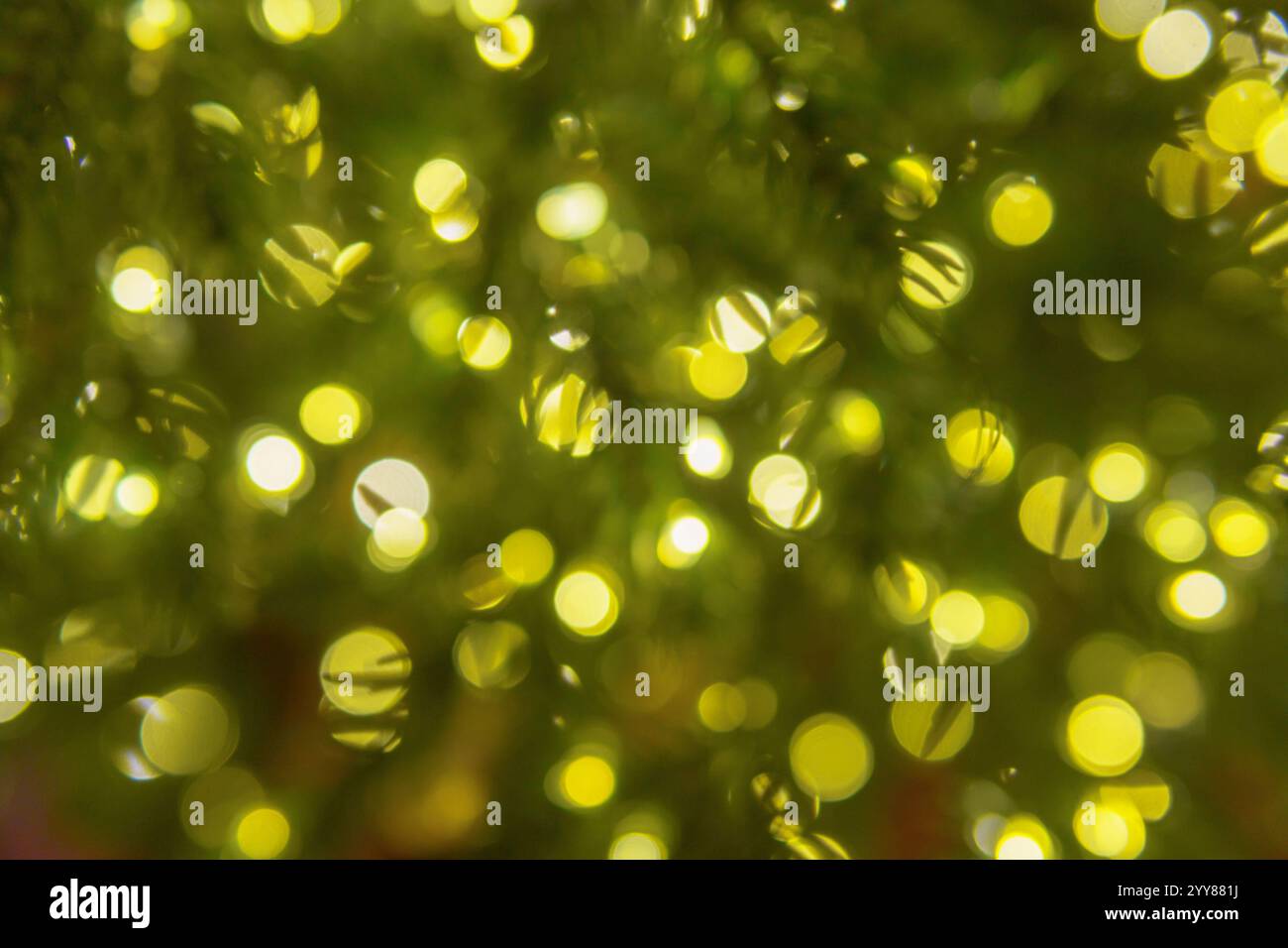 Yellow lights of a festive electric garland shine among the green ...