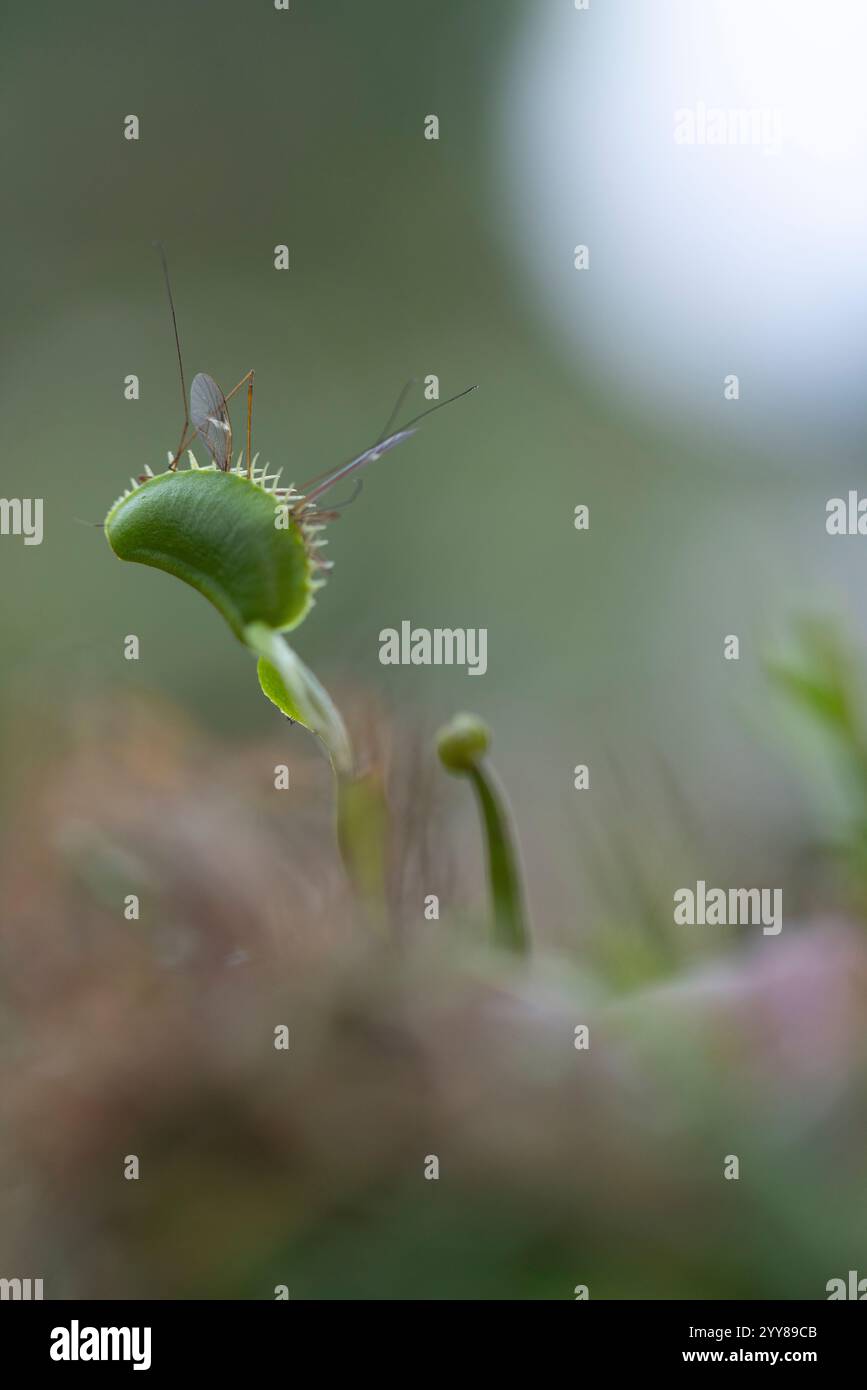 Venus flytrap (Dionaea muscipula) with a large crane fly Tipulidae ...