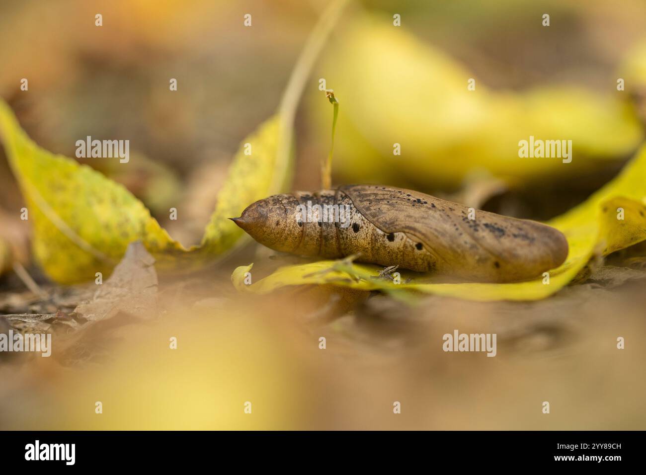 Pupa of Hippotion celerio, the vine hawk-moth or silver-striped hawk ...