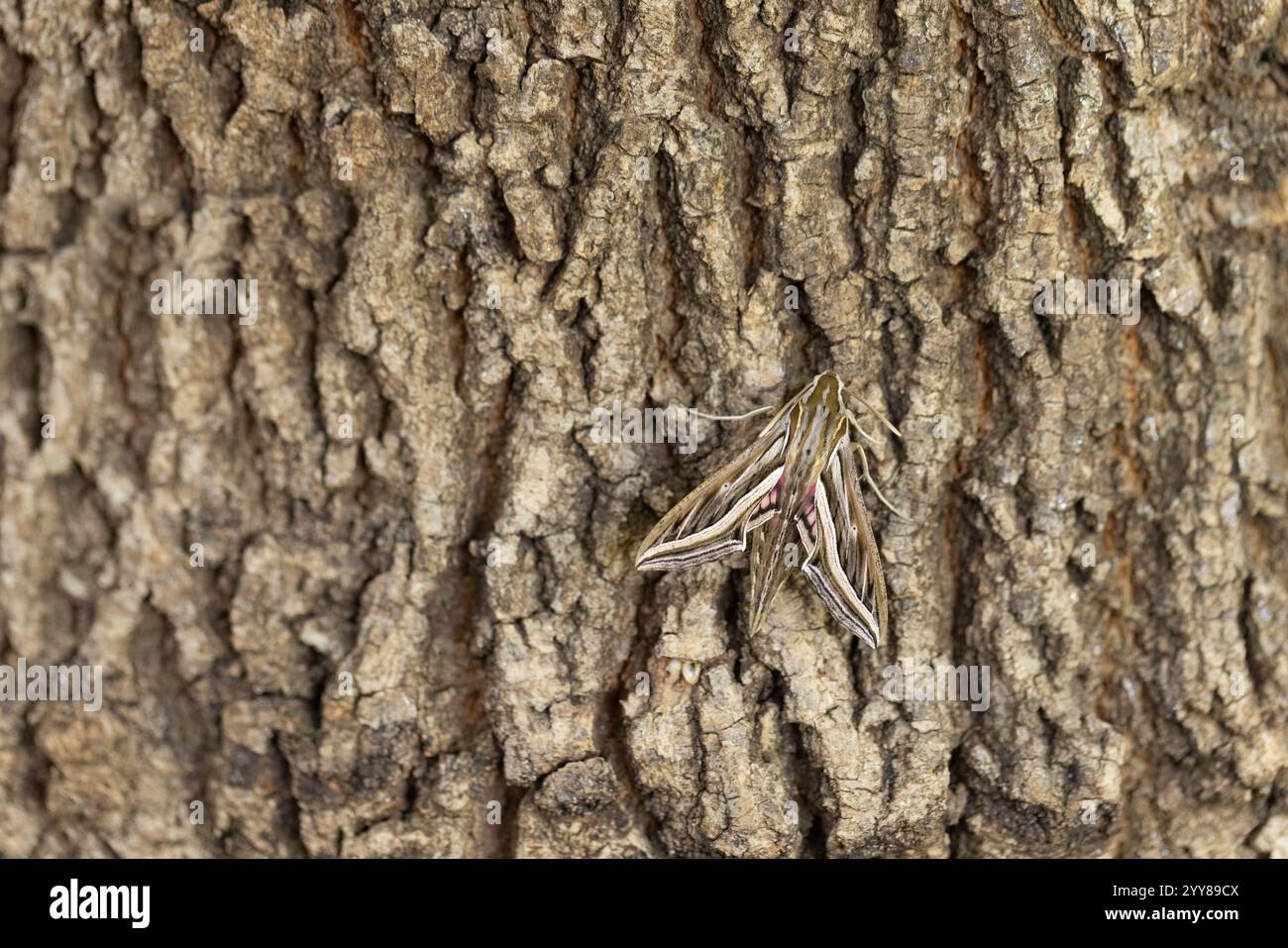 Hippotion celerio, the vine hawk-moth or silver-striped hawk-moth, is a ...