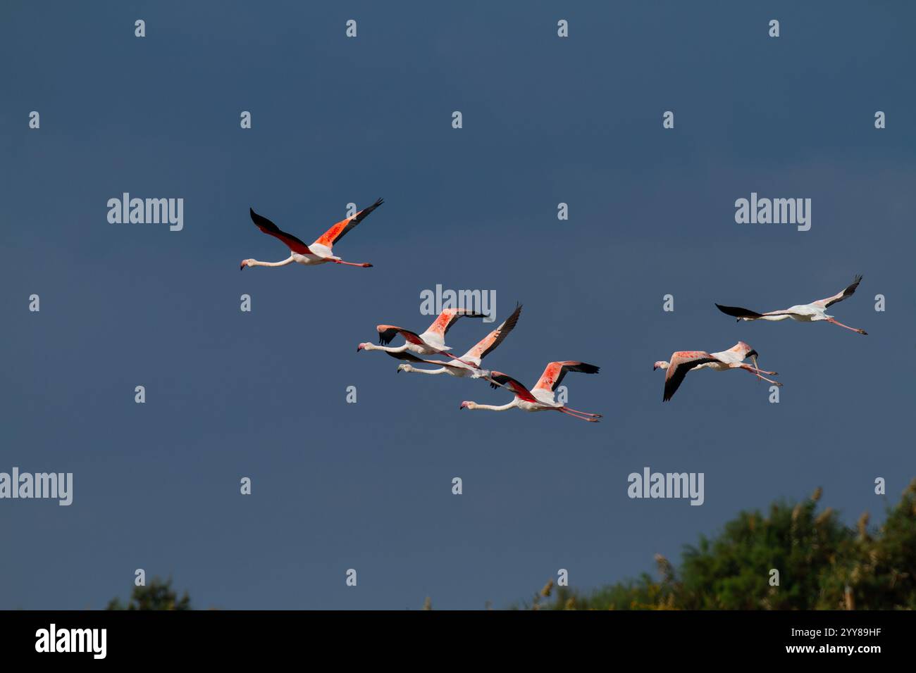 Greater flamingo (Phoenicopterus roseus) in flight Photographed in ...