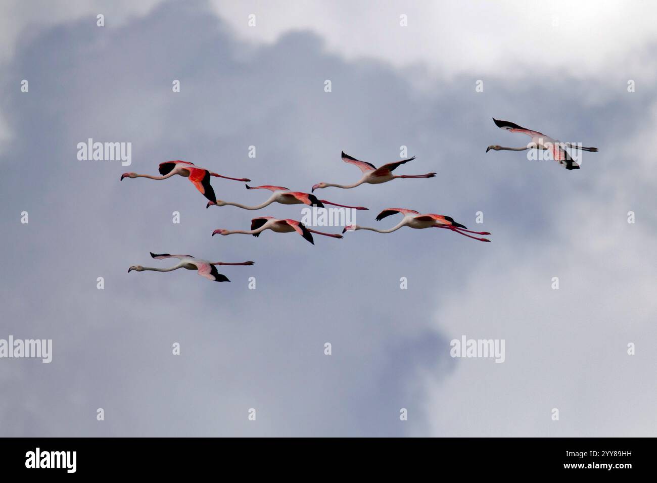 Greater flamingo (Phoenicopterus roseus) in flight Photographed in ...