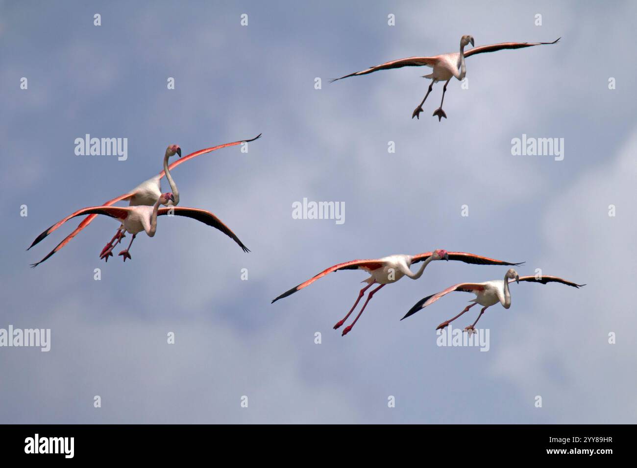 Greater flamingo (Phoenicopterus roseus) in flight Photographed in ...