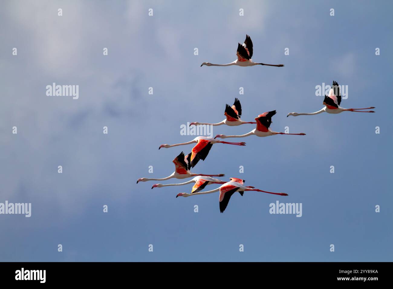 Greater flamingo (Phoenicopterus roseus) in flight Photographed in ...