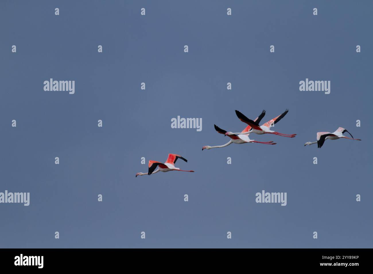 Greater flamingo (Phoenicopterus roseus) in flight Photographed in ...