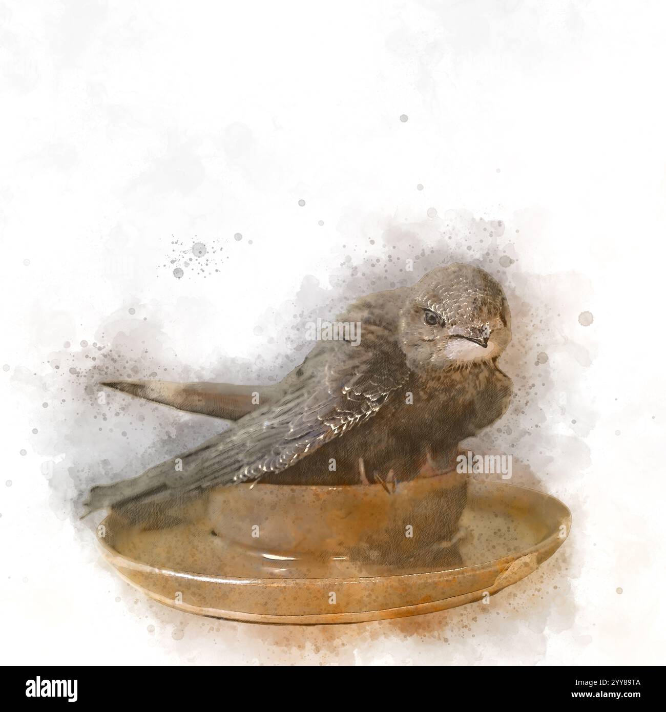 Common swift art hi-res stock photography and images - Alamy