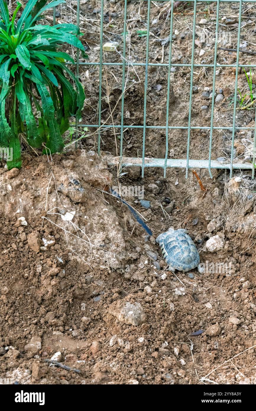 Greek tortoise (Testudo graeca), also known commonly as the spur ...