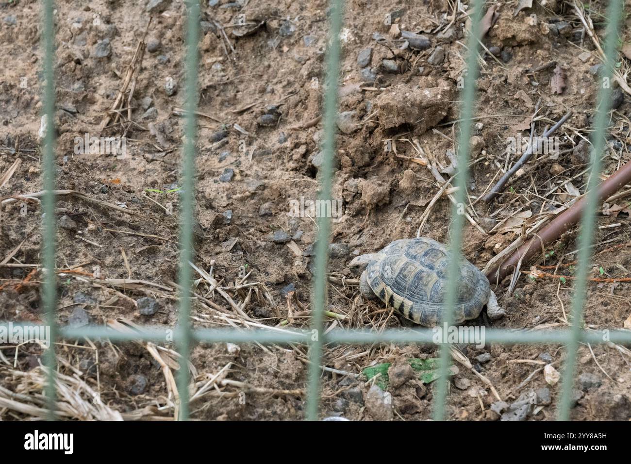 Greek tortoise (Testudo graeca), also known commonly as the spur ...