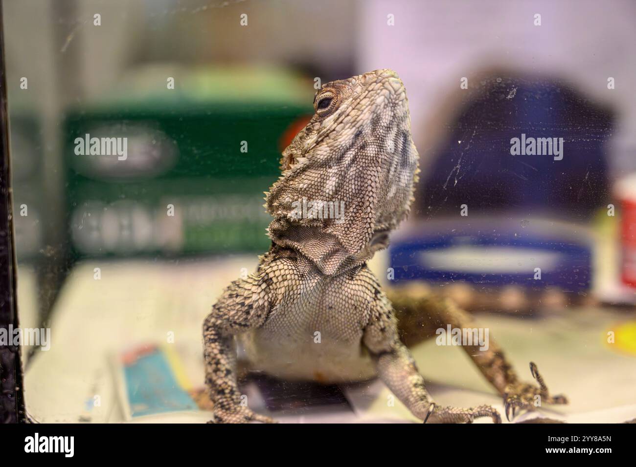 Closeup portrait of a Rock Agama (Laudakia stellio), Photographed in ...