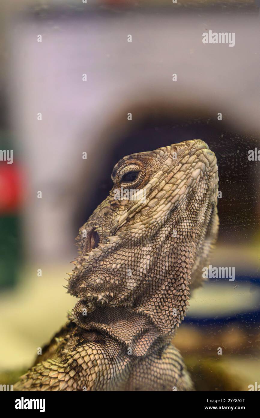 Closeup portrait of a Rock Agama (Laudakia stellio), Photographed in ...