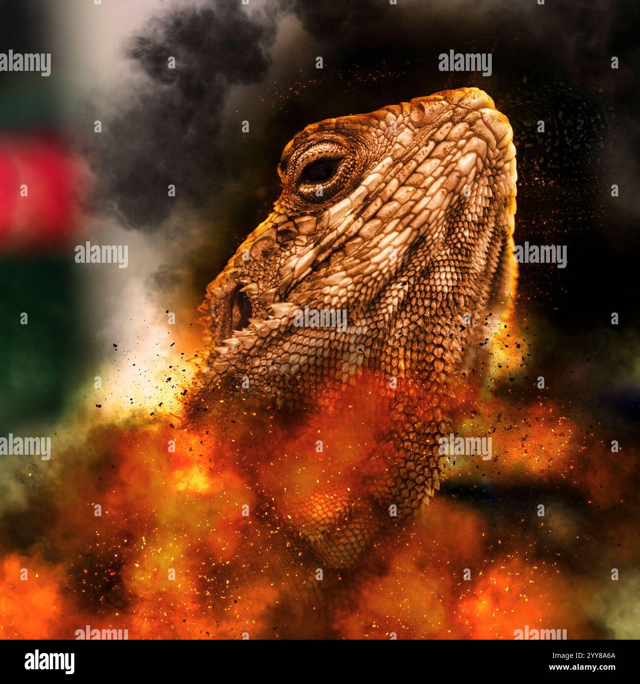 Agama lizard drawing hi-res stock photography and images - Alamy