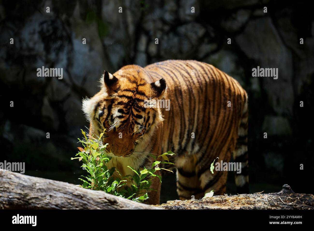 Tiger roaring rock hi-res stock photography and images - Alamy