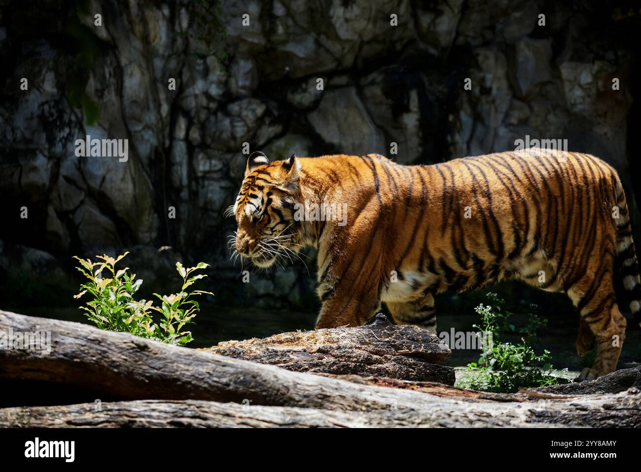 Tiger roaring rock hi-res stock photography and images - Alamy