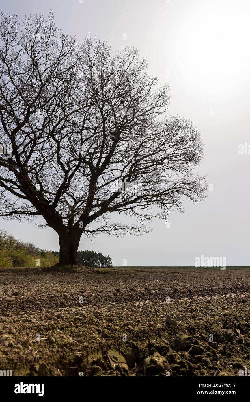 Oak tree growing in hi-res stock photography and images - Alamy