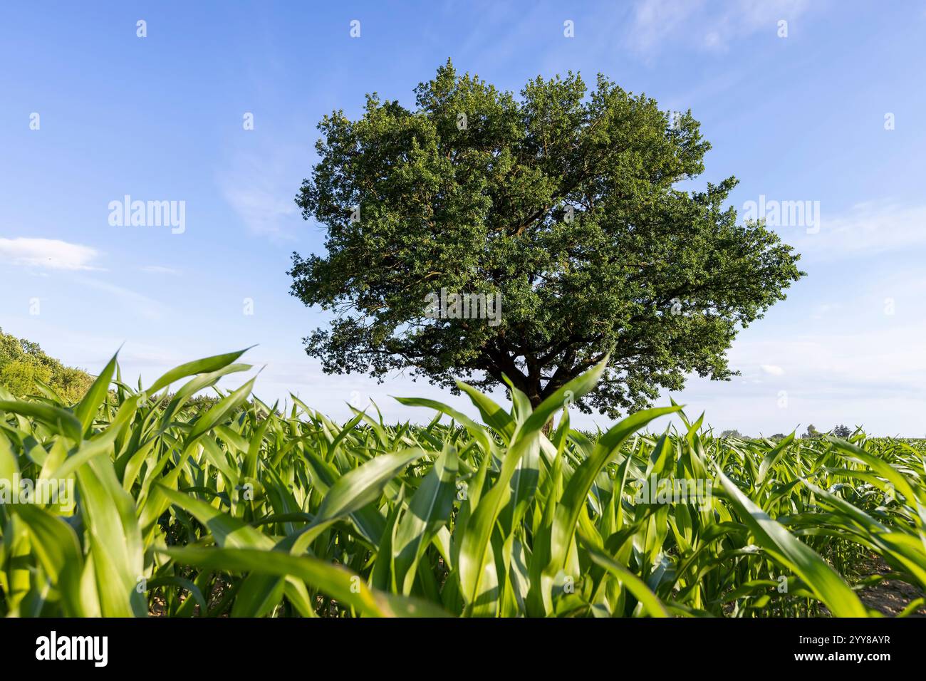 a lonely old oak tree in a field with tall green corn, one oak tree and ...