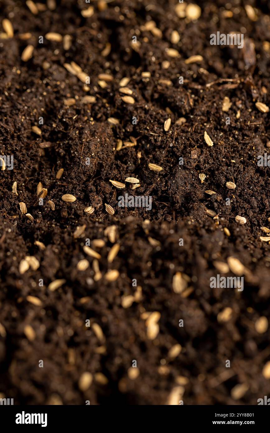 carrot seeds in black fertile soil, seeds of one carrot variety sown in fertile soil Stock Photo ...