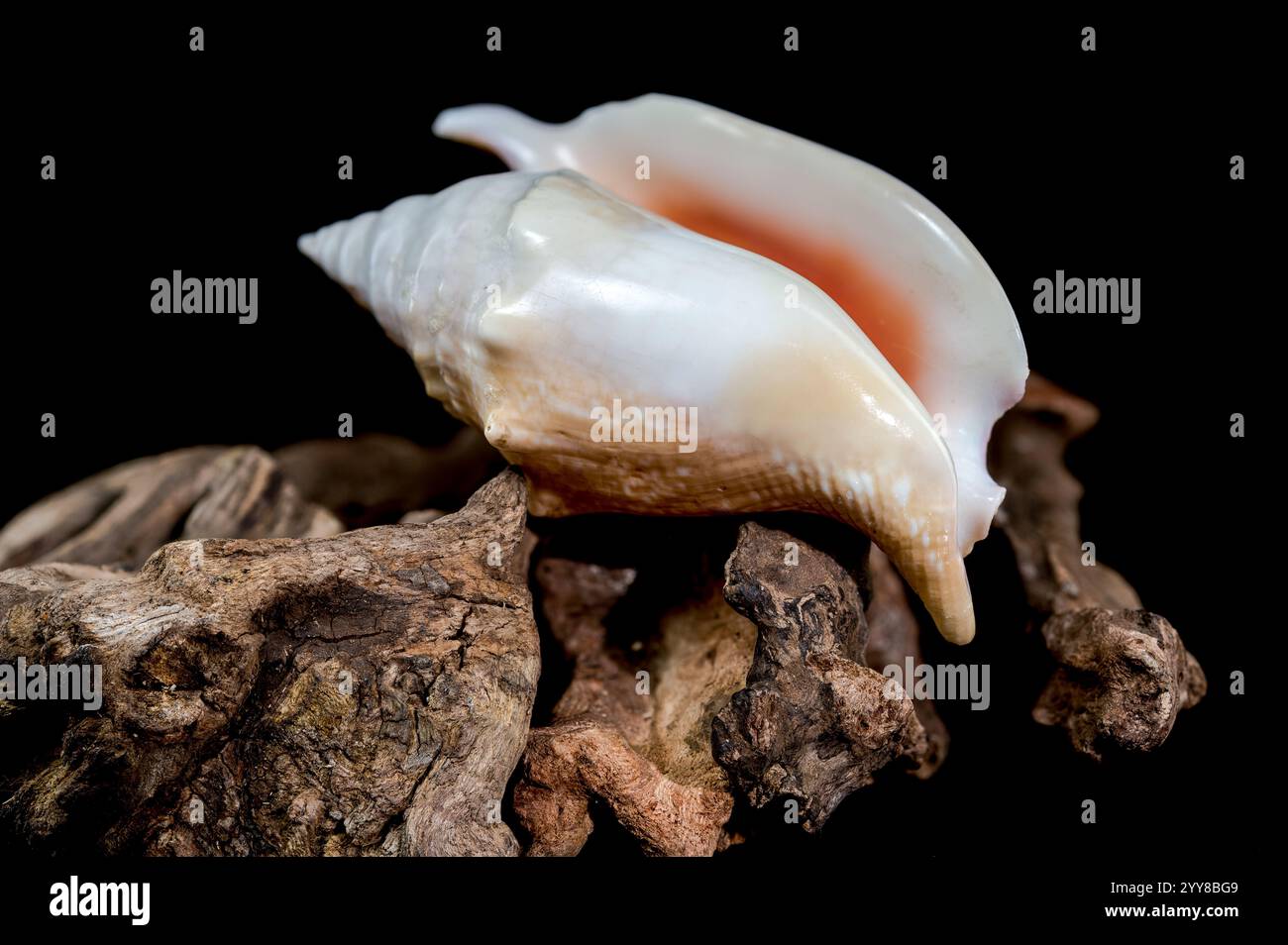 A striking Strombus Gigas with a beautiful spotted pattern rests on a ...