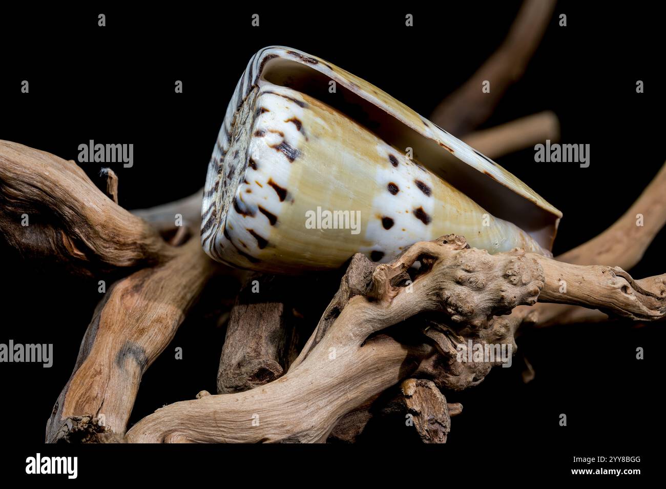 Mustelinus hi-res stock photography and images - Alamy