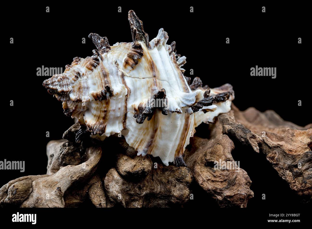Intricate Spiny Murex Seashell on Driftwood Stock Photo - Alamy