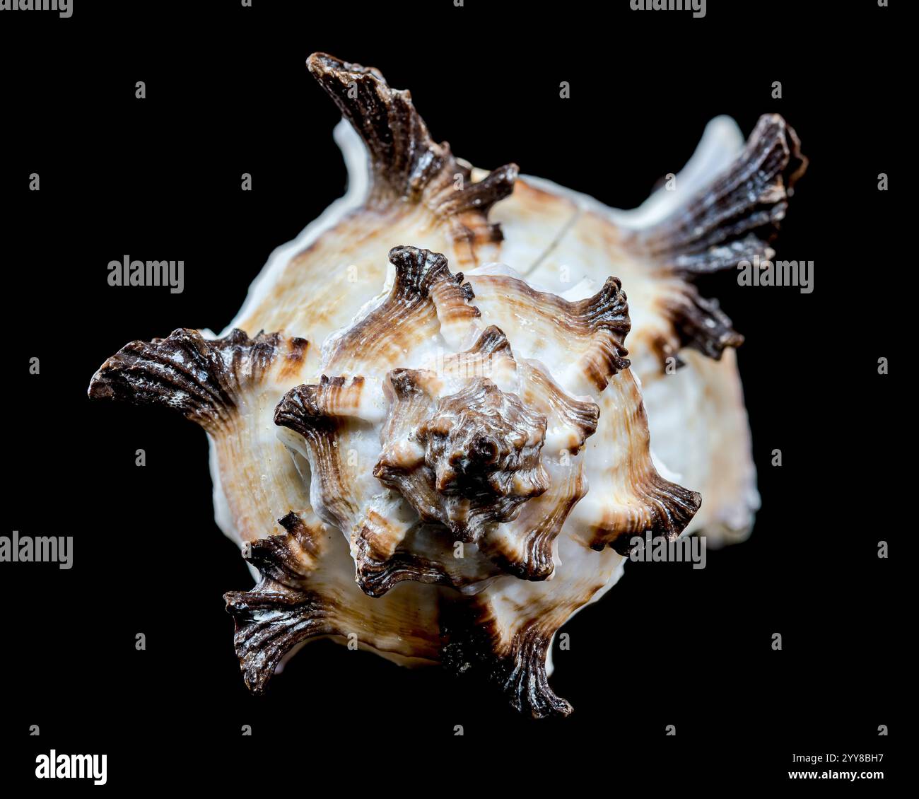 Intricate Spiny Murex Seashell black background Stock Photo - Alamy