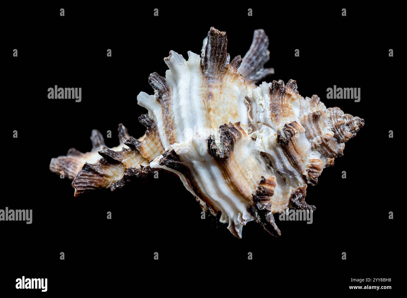 Intricate Spiny Murex Seashell black background Stock Photo - Alamy