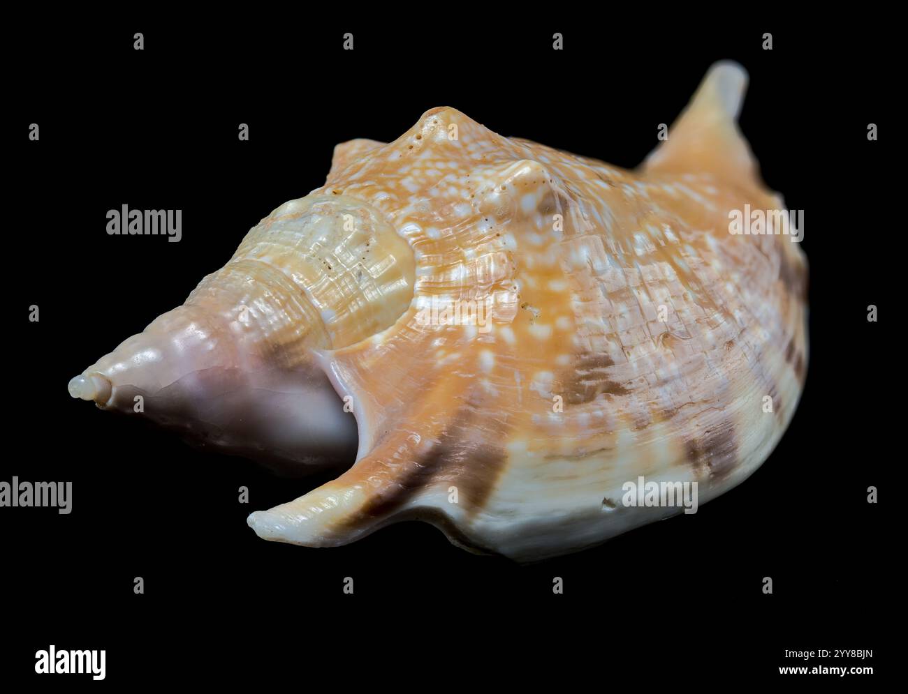 Strombus gigas hi-res stock photography and images - Alamy