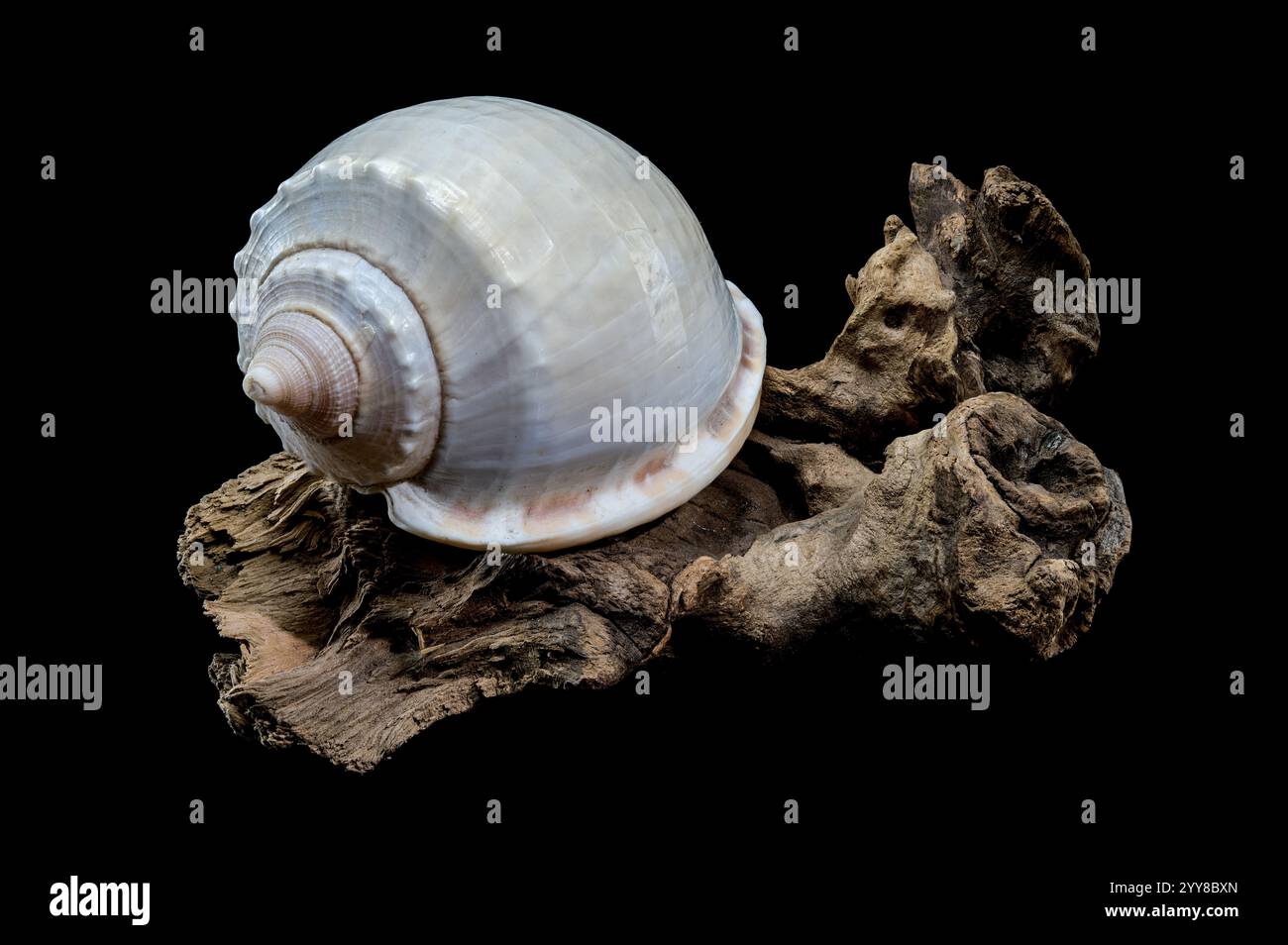 Phalium glaucum shell on driftwood black background Stock Photo - Alamy
