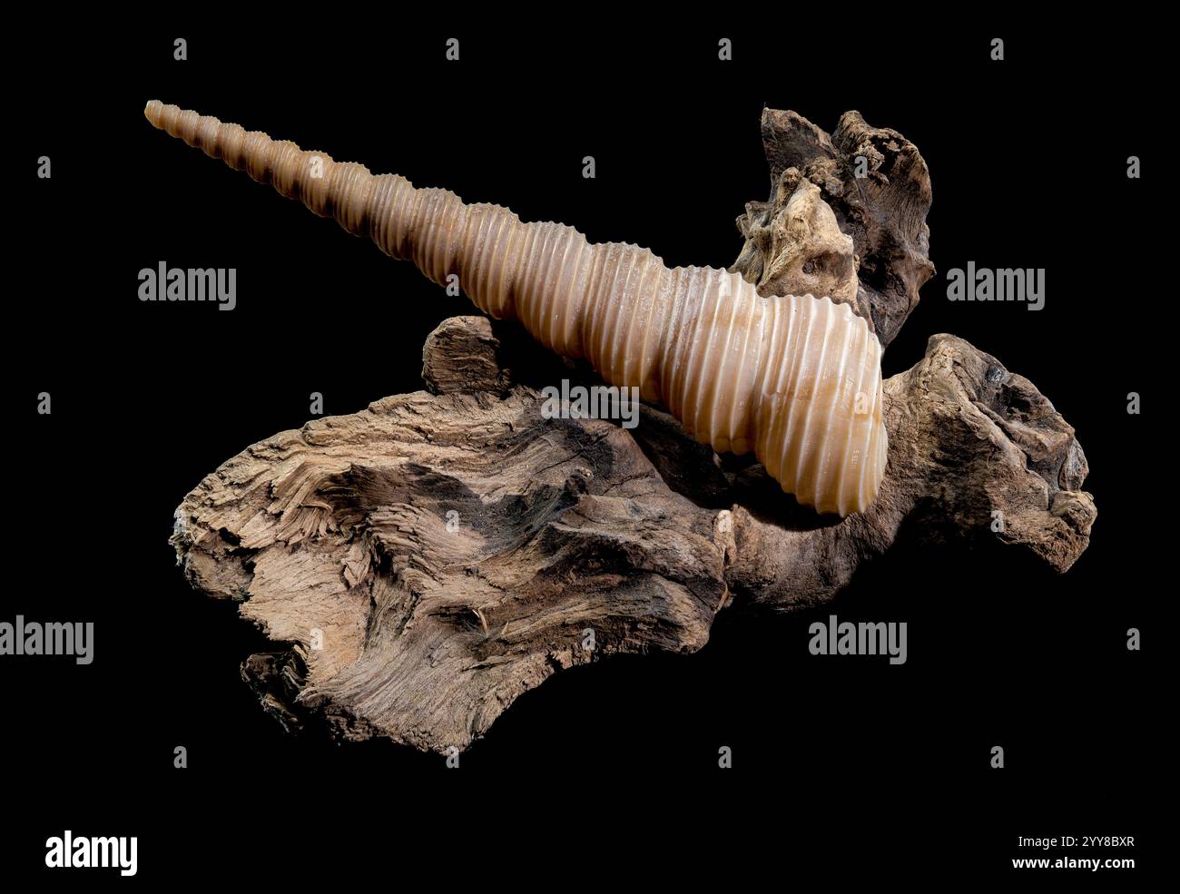 Turritella Shell on Driftwood with Black Background Stock Photo - Alamy