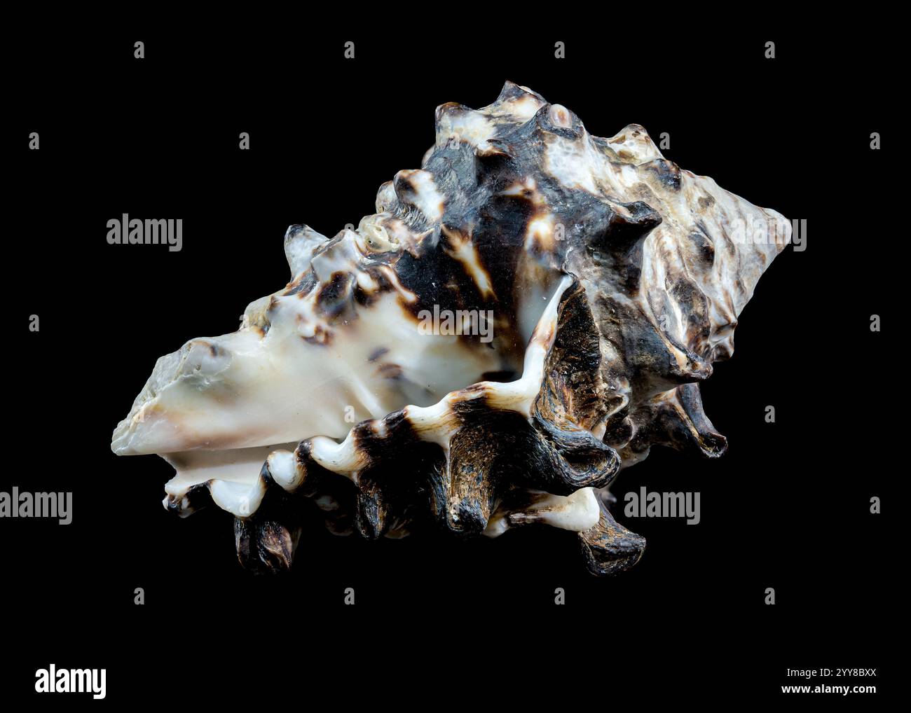 Spiny Vasum Seashell on Black Background Stock Photo - Alamy