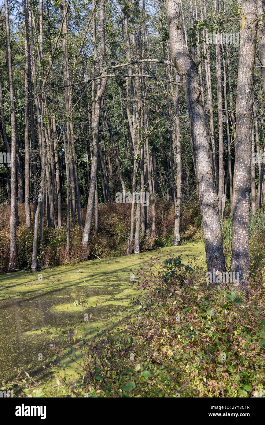 trees in the swamp in the summer, green grass and deciduous trees in ...