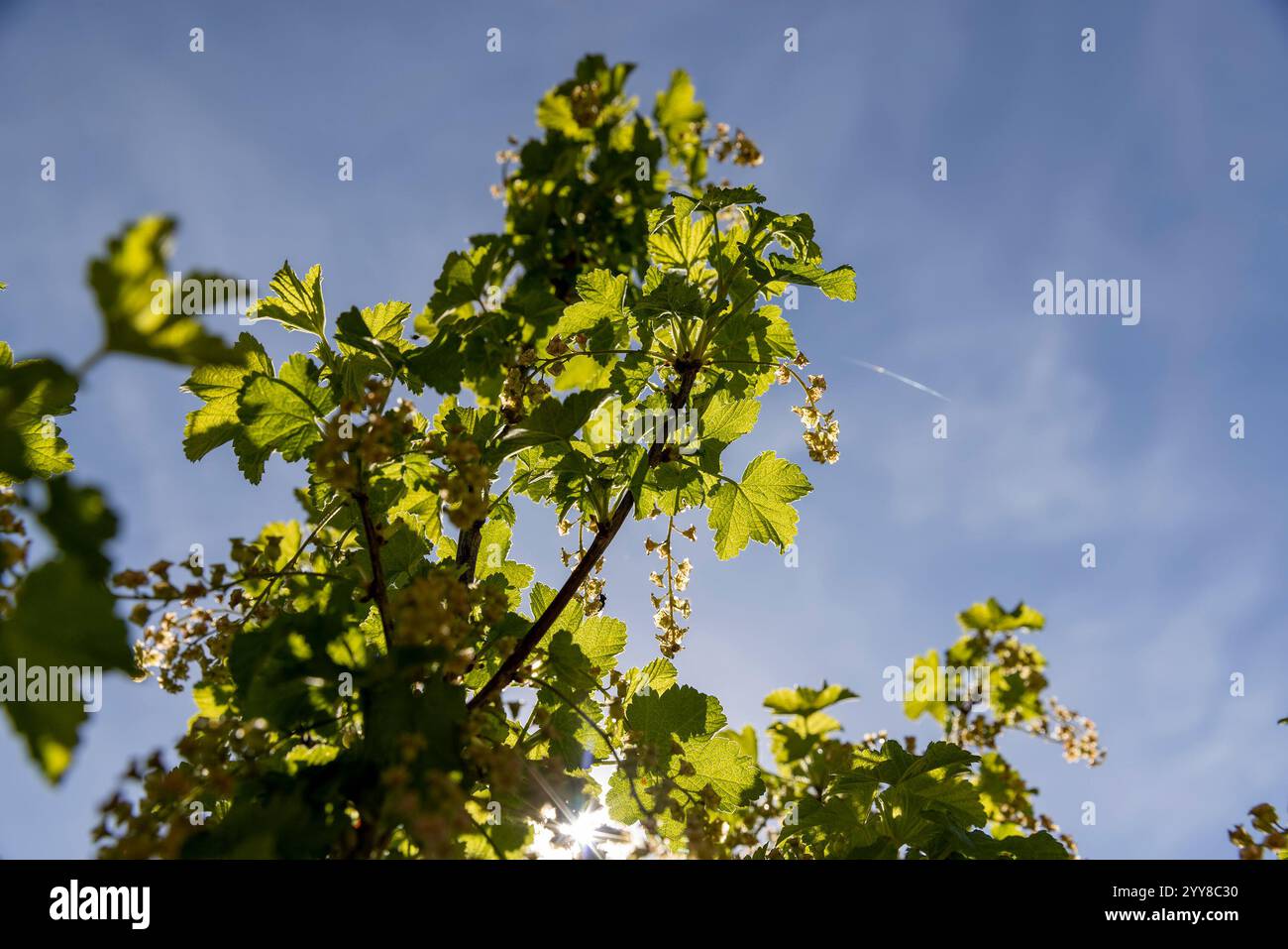 gooseberry bushes in May against a blue sky background, growing edible ...