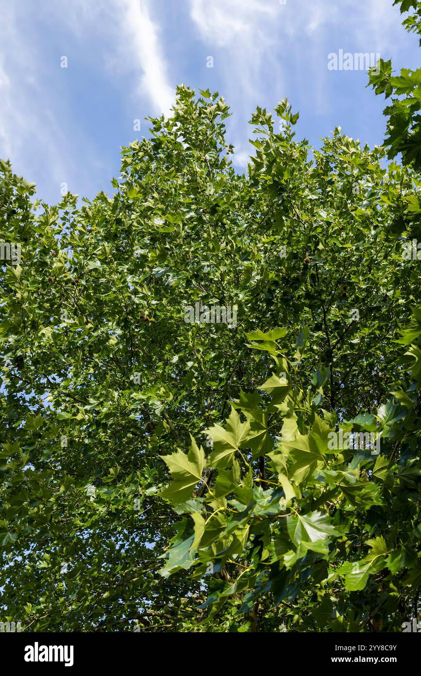 foliage and fruits of the sycamore tree in the autumn season, the green ...