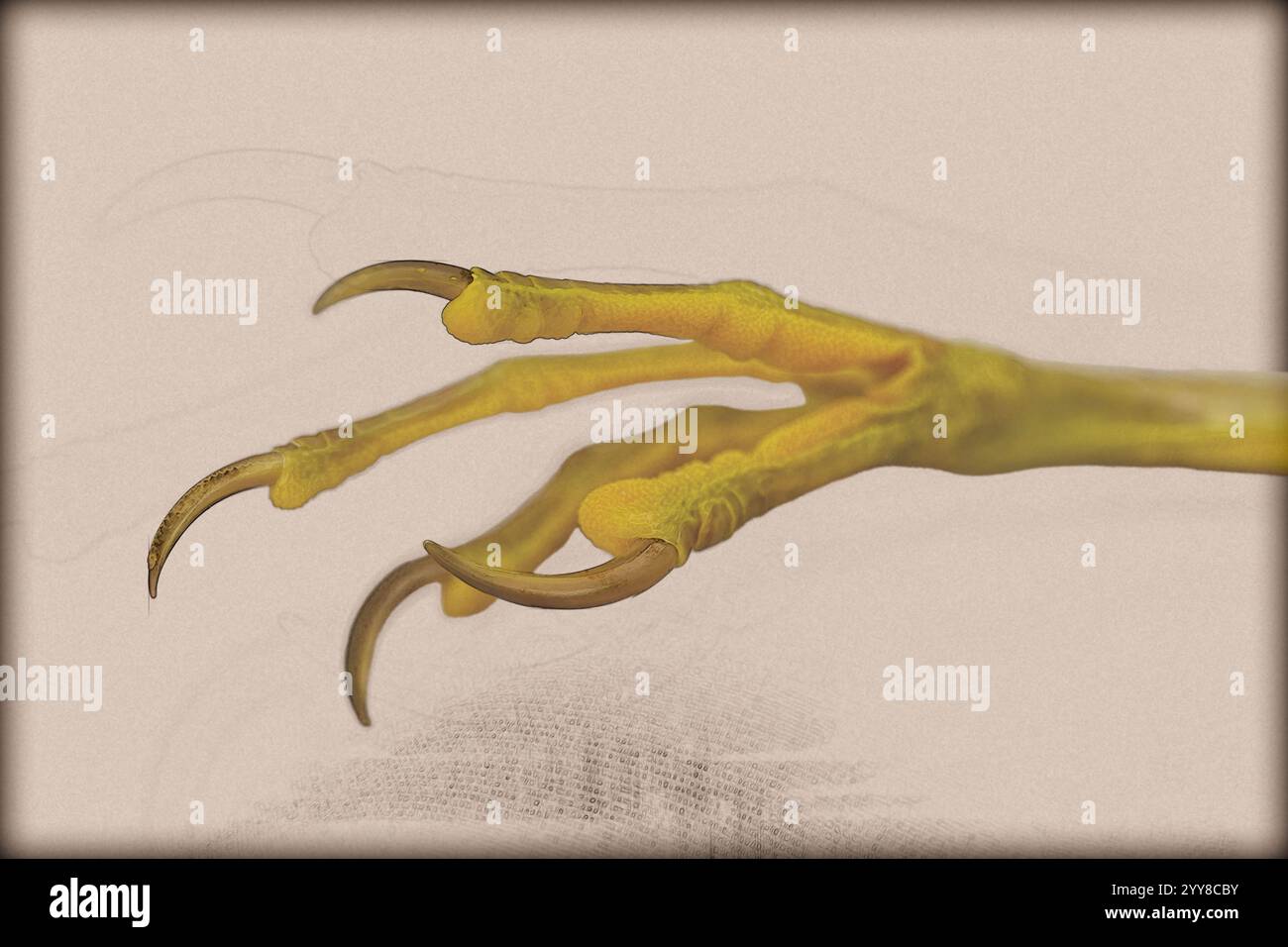 Digitally enhanced image of a close up of the foot, claws, and nails of ...