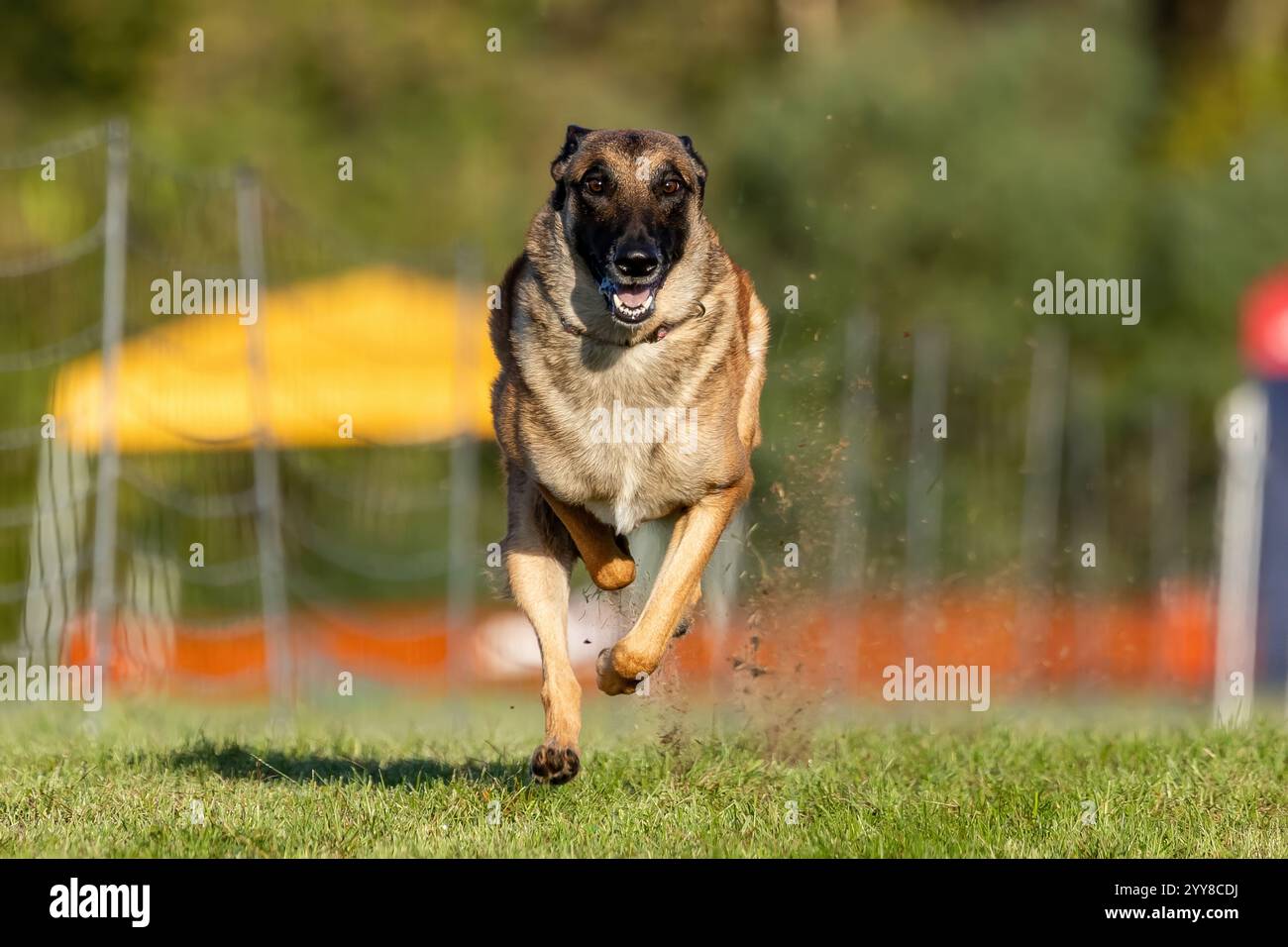 Black tan malinois belgian hi-res stock photography and images - Alamy