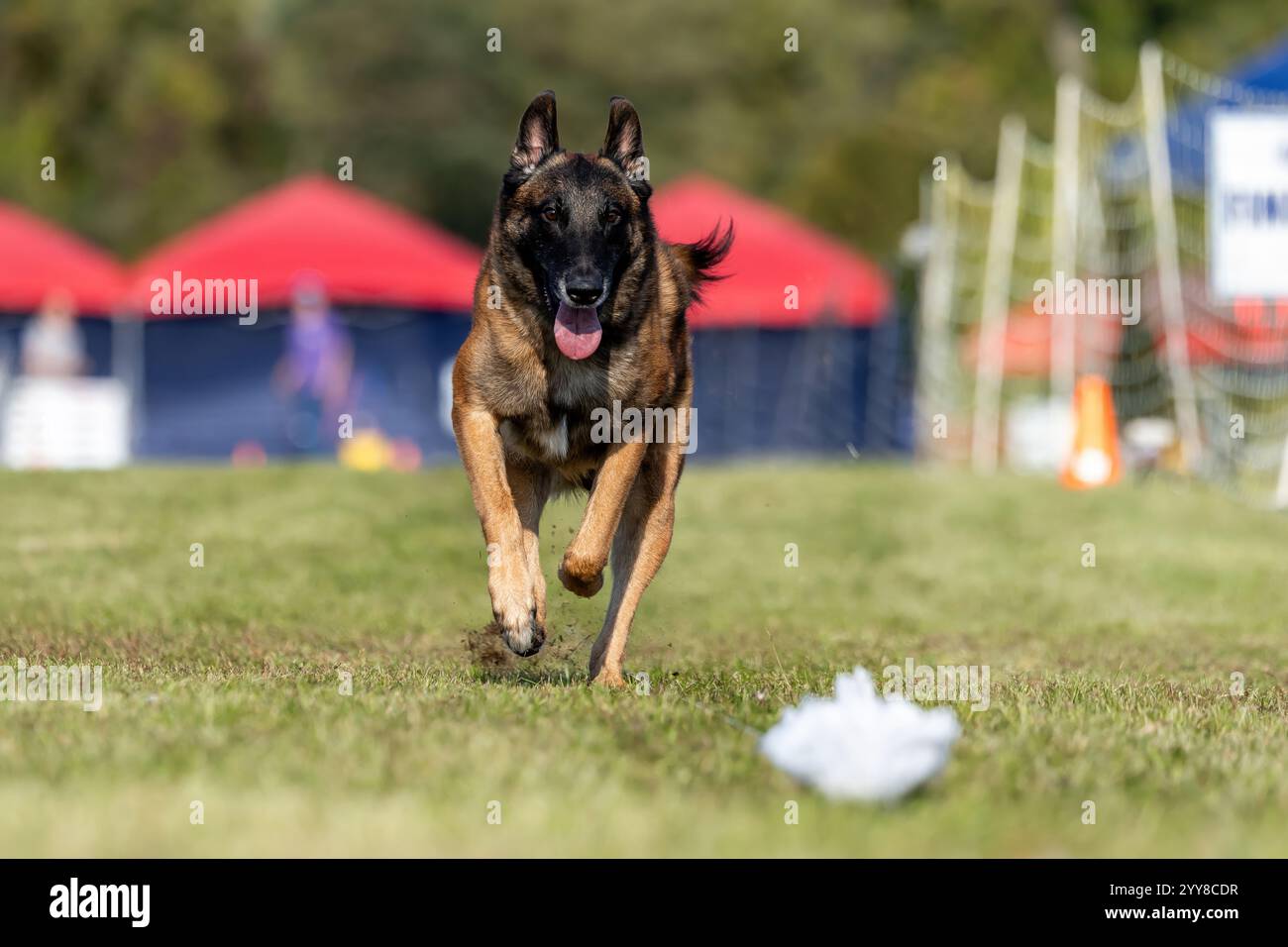 Black tan malinois belgian hi-res stock photography and images - Alamy