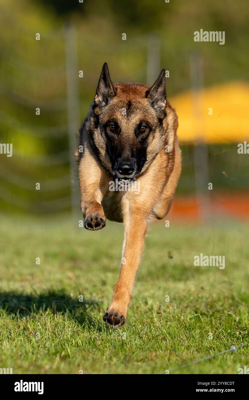 Black tan malinois belgian hi-res stock photography and images - Alamy