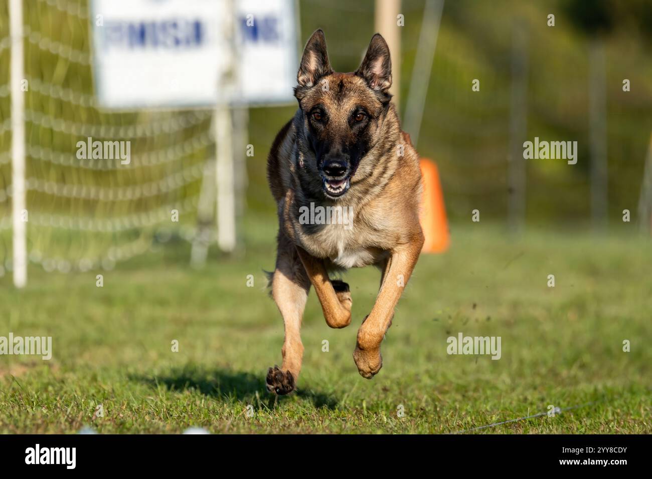 Black tan malinois belgian hi-res stock photography and images - Alamy