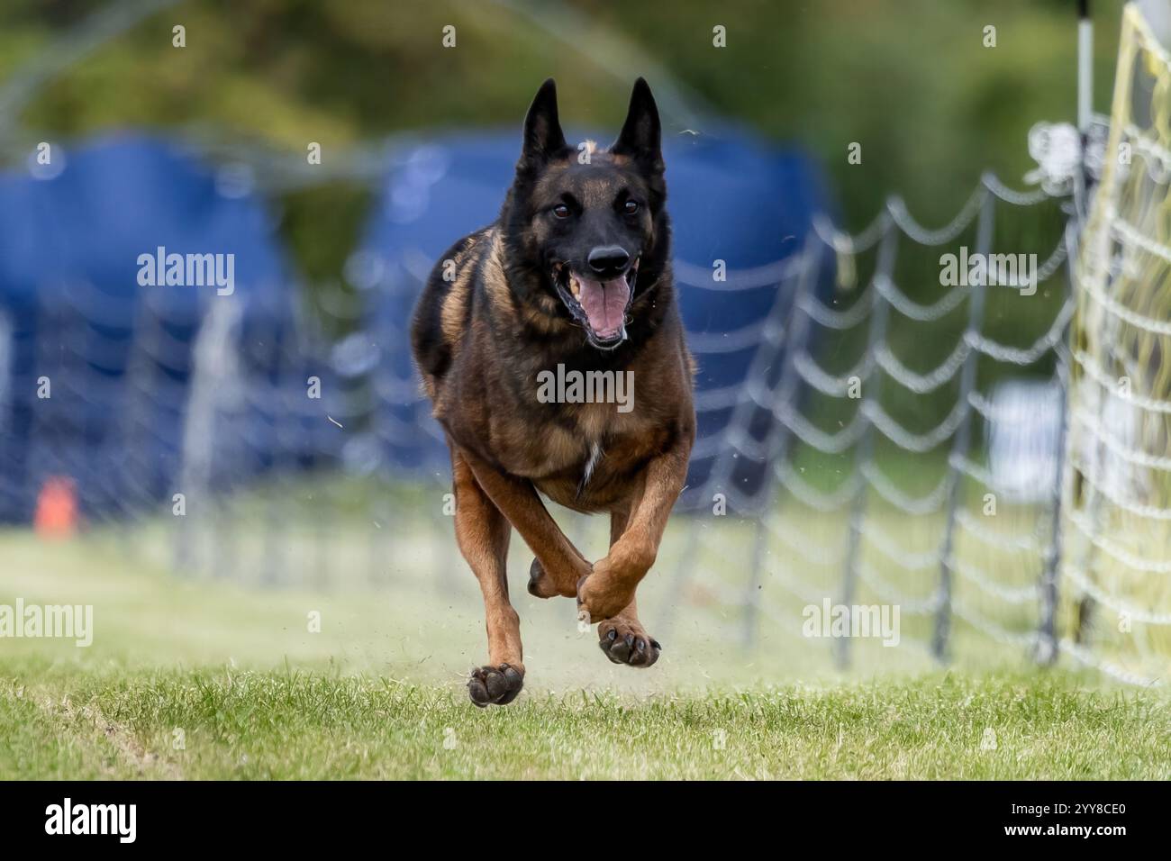 Black tan malinois belgian hi-res stock photography and images - Alamy