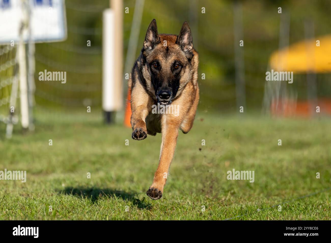 Black tan malinois belgian hi-res stock photography and images - Alamy