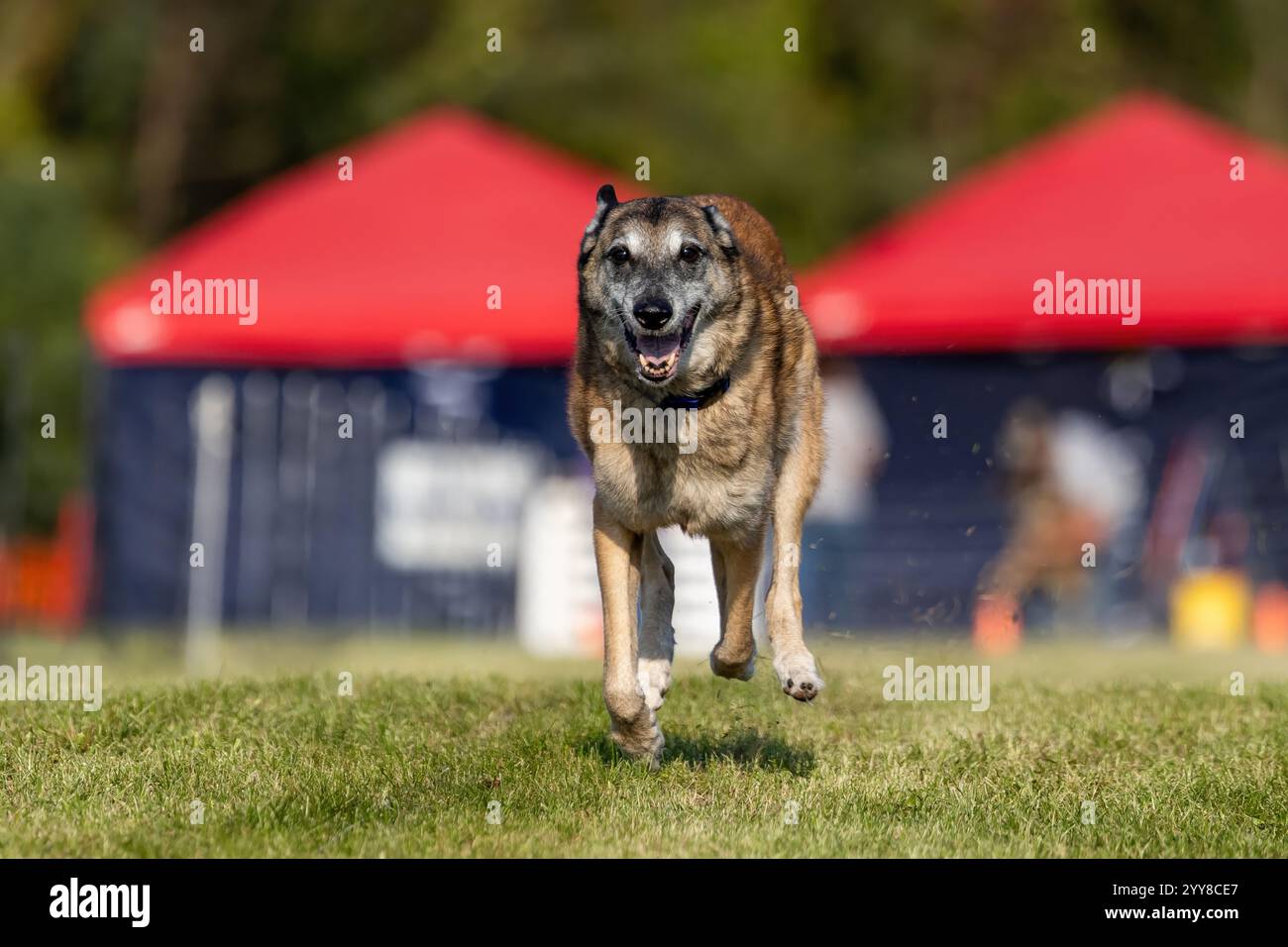 Black tan malinois belgian hi-res stock photography and images - Alamy
