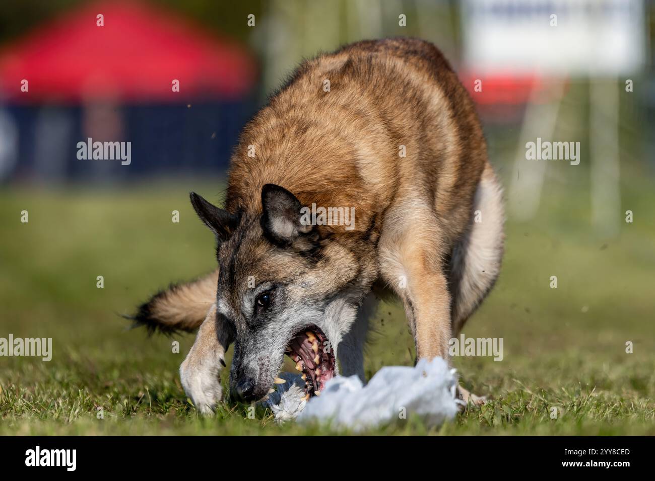 Black tan malinois belgian hi-res stock photography and images - Alamy